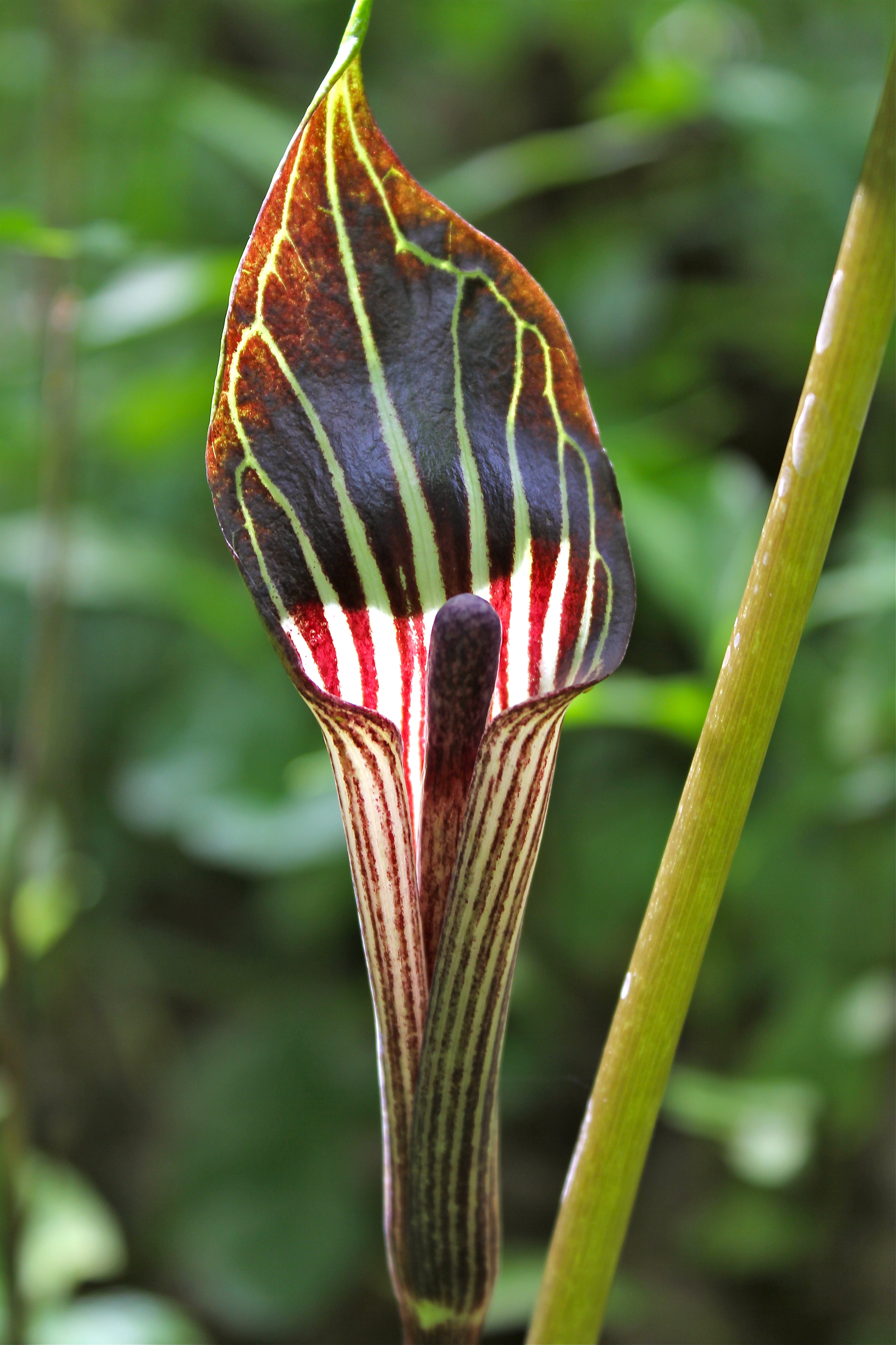 5 Jack In The Pulpit Arisaema Triphyllum Indian Turnip Bare Root Plant ...